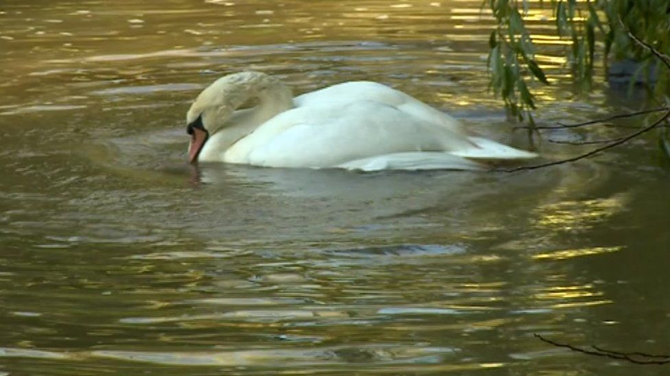 Dozens of swans die in Stratford-upon-Avon bird flu outbreak - BBC News