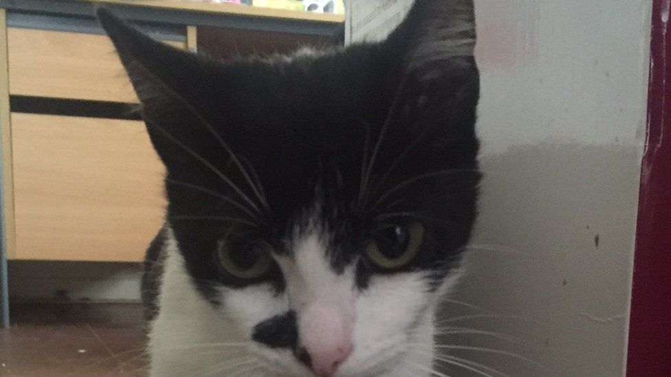 Girl, five, devastated after pet cats poisoned in Risca - BBC News