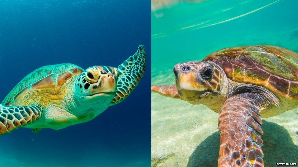 Turtles swim home after being rescued in Argentina - BBC Newsround