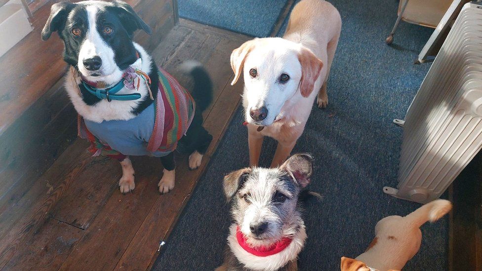 Christmas: Dogs perform Welsh chapel's nativity play - BBC News