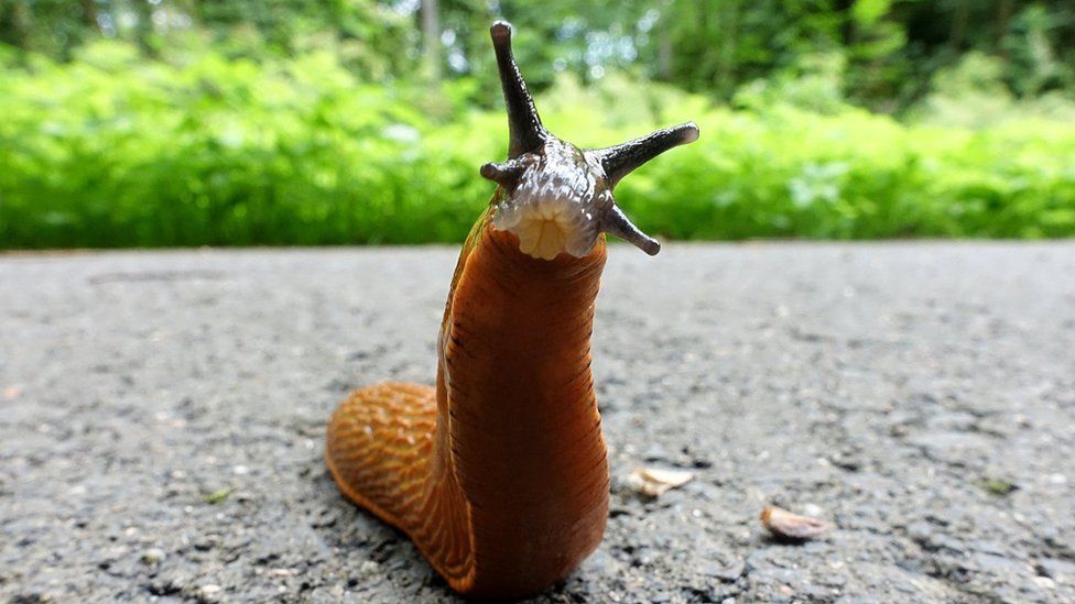 Slugs and snails are not pests, says charity - BBC Newsround