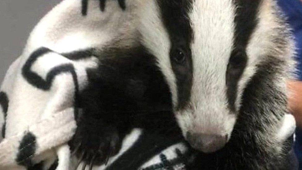 Badger goes for an unlucky dip - BBC Newsround