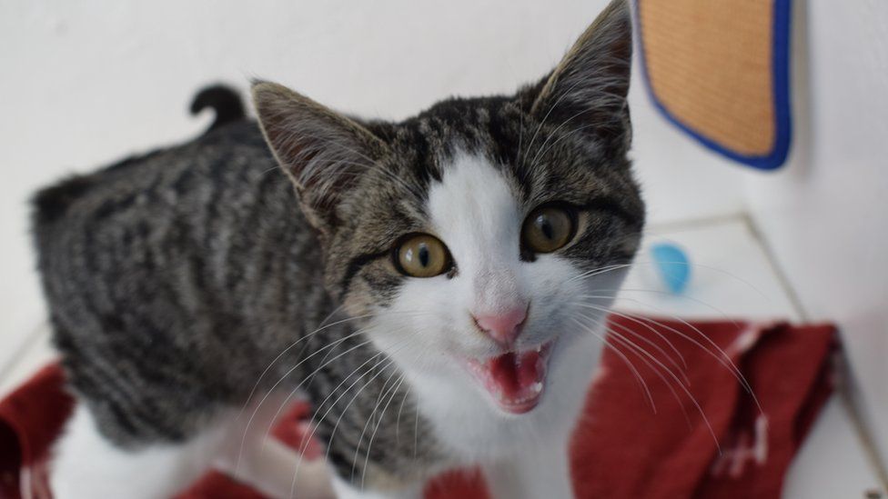 Stowaway cat has new home with Basingstoke rescuer - BBC News