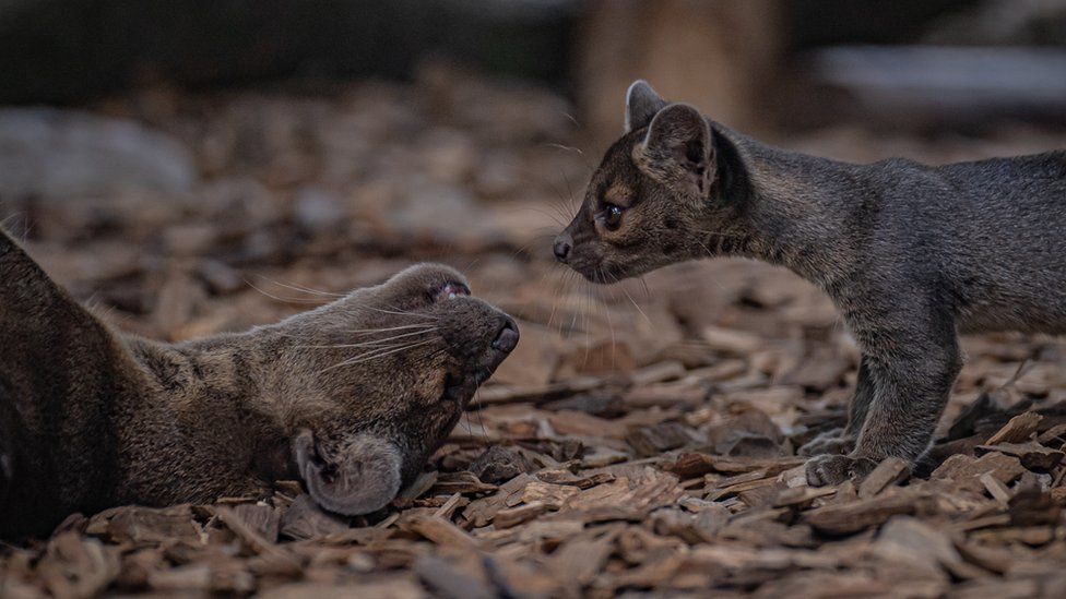 Triple the trouble as Chester Zoo shares first glimpse of rare baby ...