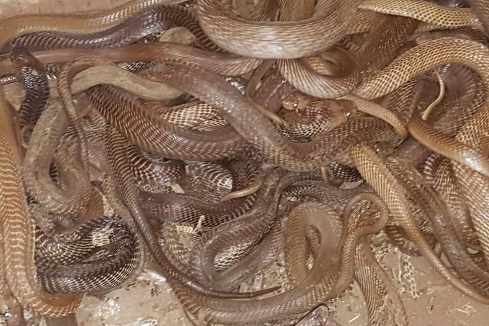 Indian police in Pune hold 'snake venom smugglers' - BBC News