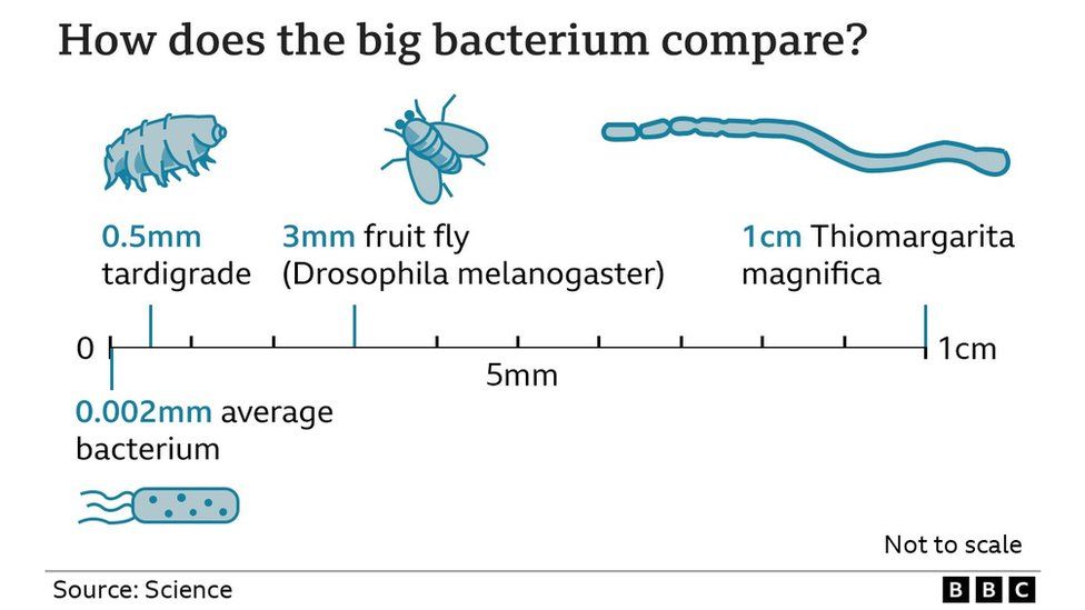 Bacterium As Big As An Eyelash Is The Largest Ever Discovered BBC bacterium-as-big-as-an-eyelash-is-the-largest-ever-discovered-bbc