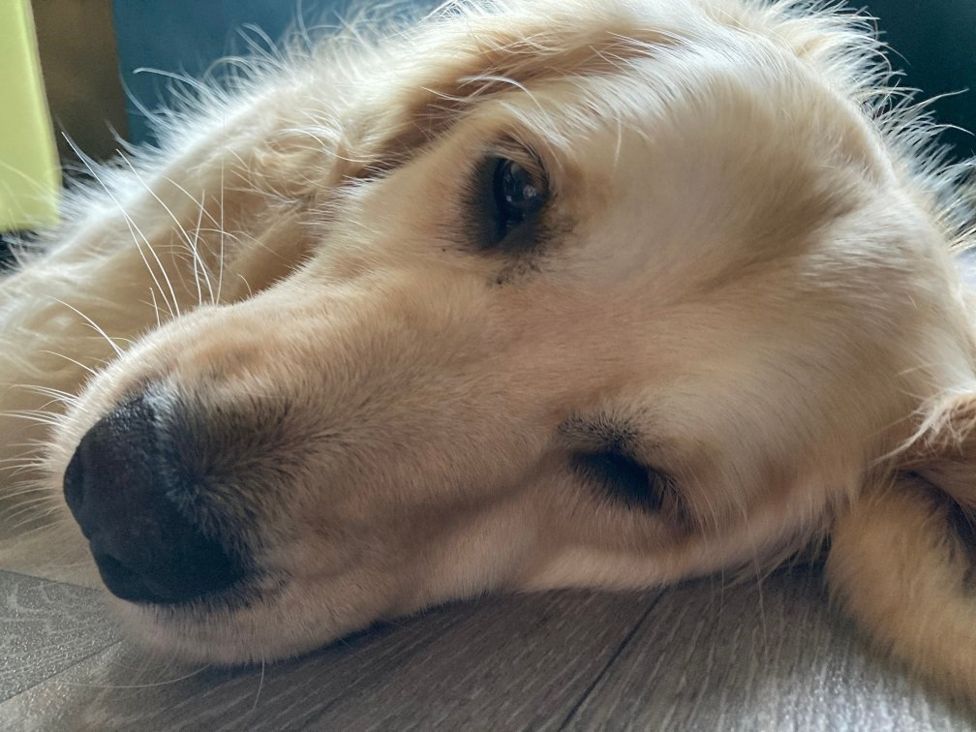 Dog photos: YOU sent us your precious pooch pics - BBC Newsround