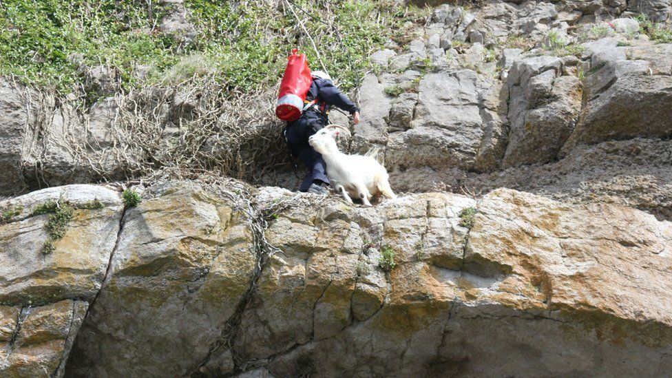 Trapped goat rescued from Llandudno cliff ledge - BBC News