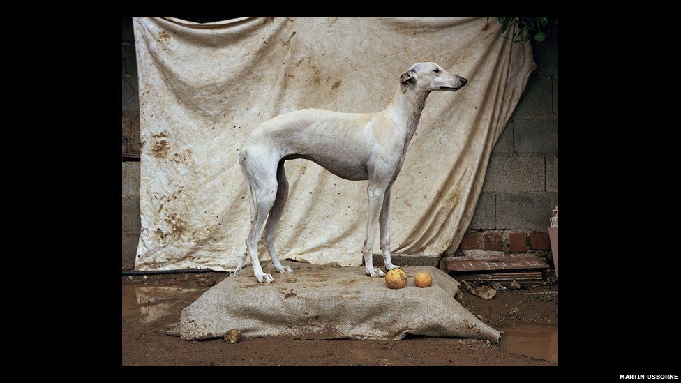 Where Hunting Dogs Rest - BBC News