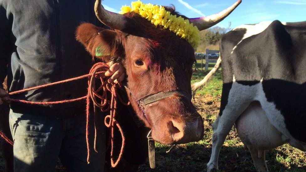 Sacred cows honoured with carrots and flowers - BBC News