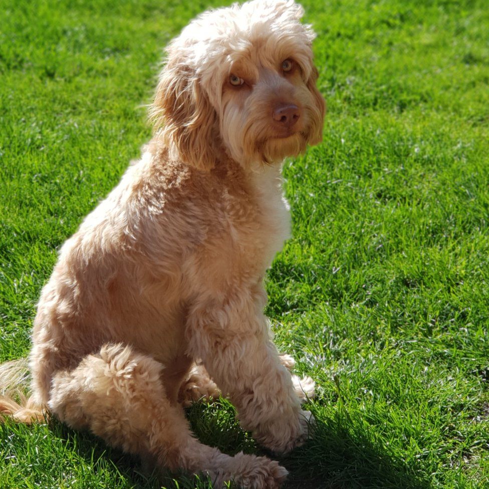 Bull terriers kill cockapoo and bite owner in 'frenzied' attack - BBC News