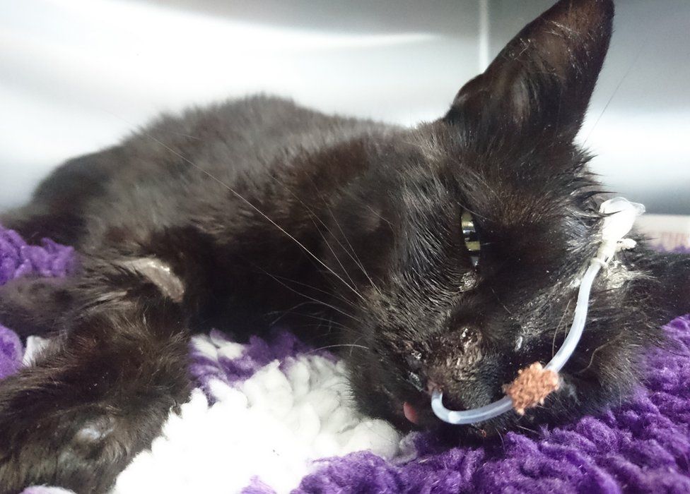Cat shot in face awarded PDSA's 'pet survivor of the year' - BBC News