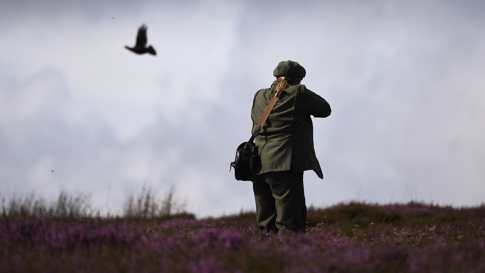 Licensing row as grouse shooting season begins - BBC News