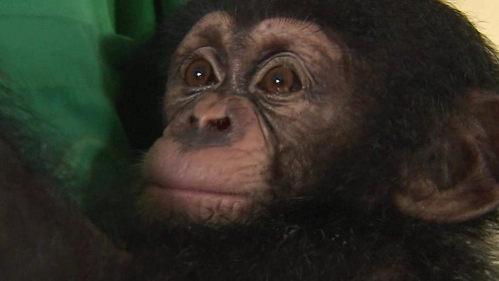 What Nemley Jr's death means for fight to protect chimps - BBC News