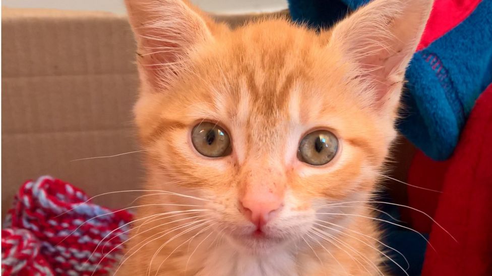 How cats conquered the ancient world - BBC News