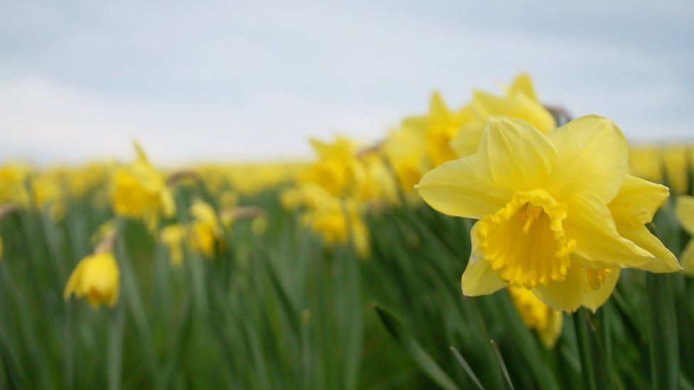 'Gall cennin Pedr helpu i adfywio sector amaeth Cymru' - BBC Cymru Fyw