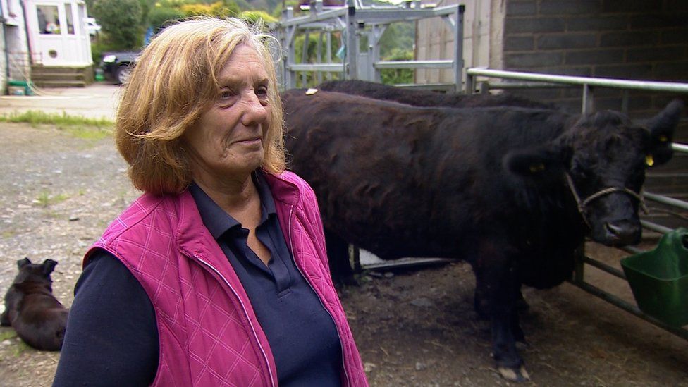 Coronafeirws yn ergyd i'r Gwartheg Duon Cymreig - BBC Cymru Fyw
