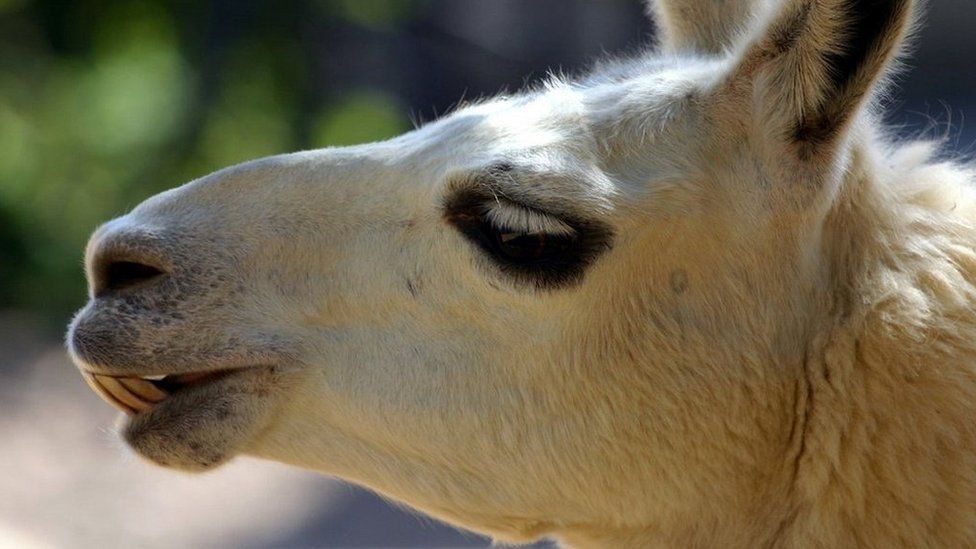 Llama killed and two hurt in suspected dog attack - BBC News