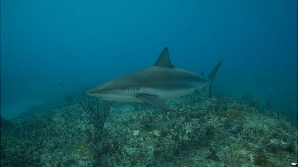 Cuba launches shark protection plan - BBC News