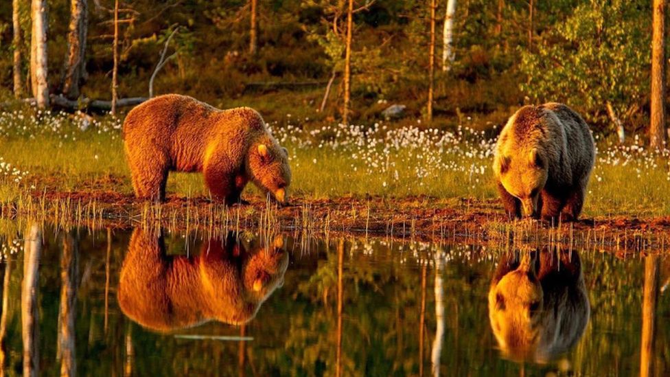 Check out these epic bear photographs snapped by a great-gran! - BBC ...