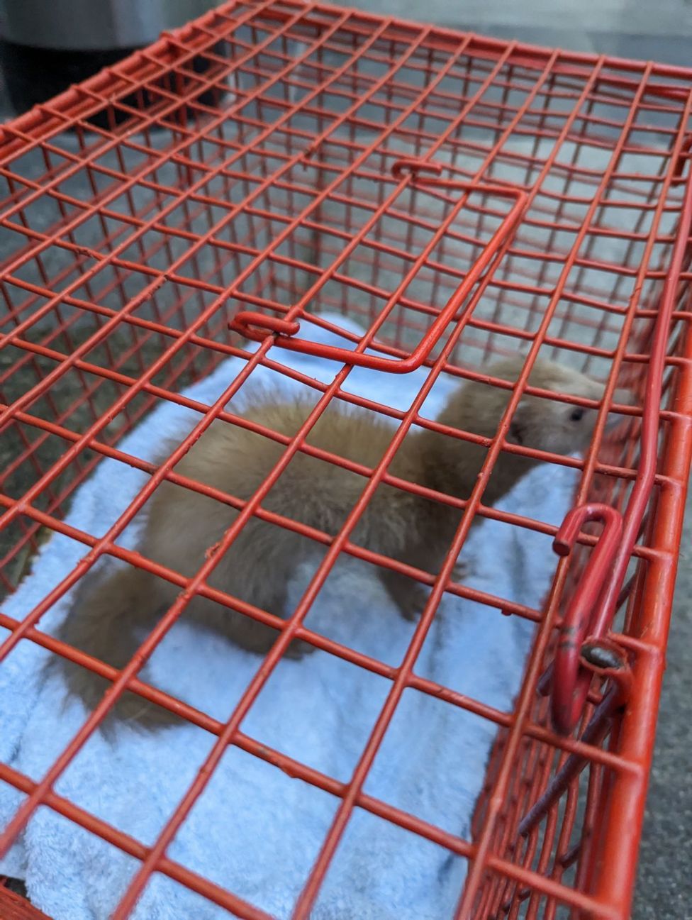 London Victoria: Ferret rescued from Tube station - BBC News