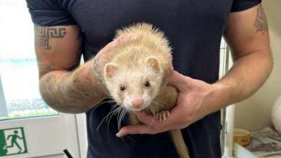 London Victoria: Ferret rescued from Tube station - BBC News