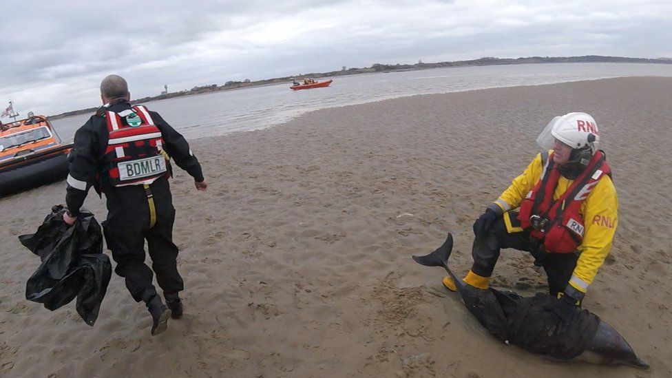 Marine wildlife: Stranded dolphins rescued in Merseyside - BBC Newsround