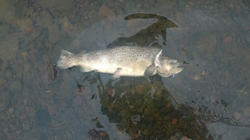 Probe into fish transport as Woodburn trout die - BBC News