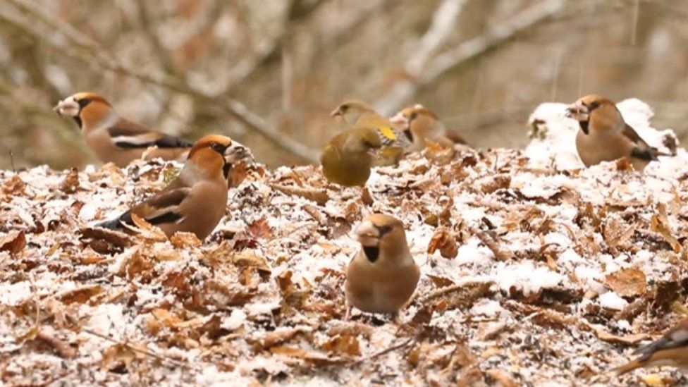 Rare hawfinches captured on film in North Yorkshire - BBC News