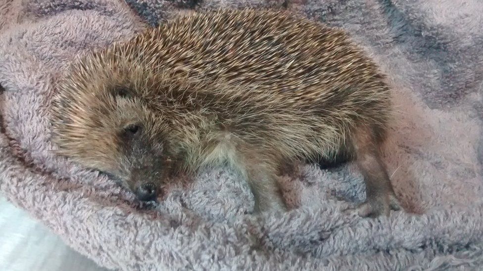 Rabbit with overgrown teeth dumped in Peterborough - BBC News