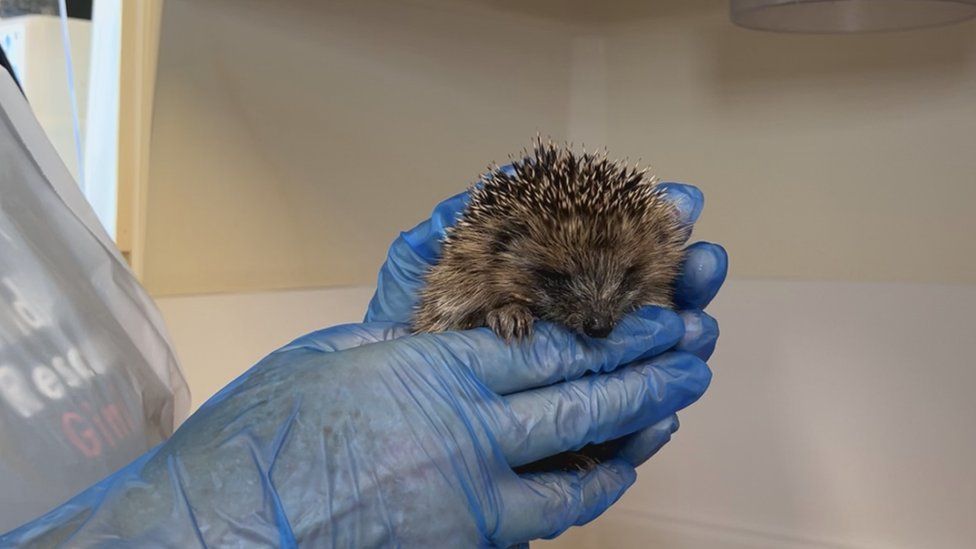Weather sees influx of hoglets at Shropshire centre - BBC News