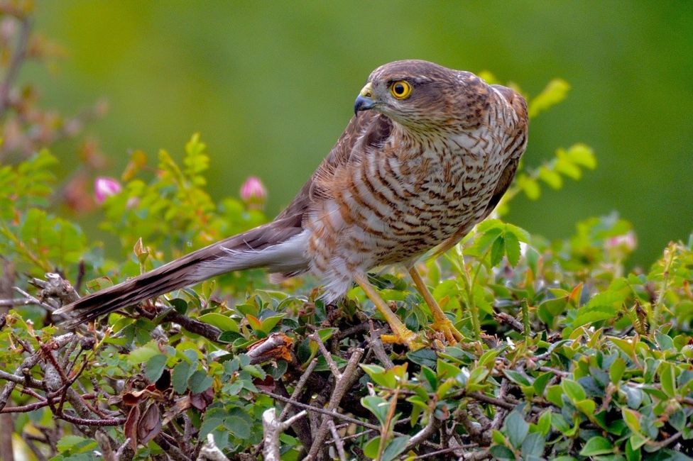 Your pictures of Scotland: 17-24 November - BBC News