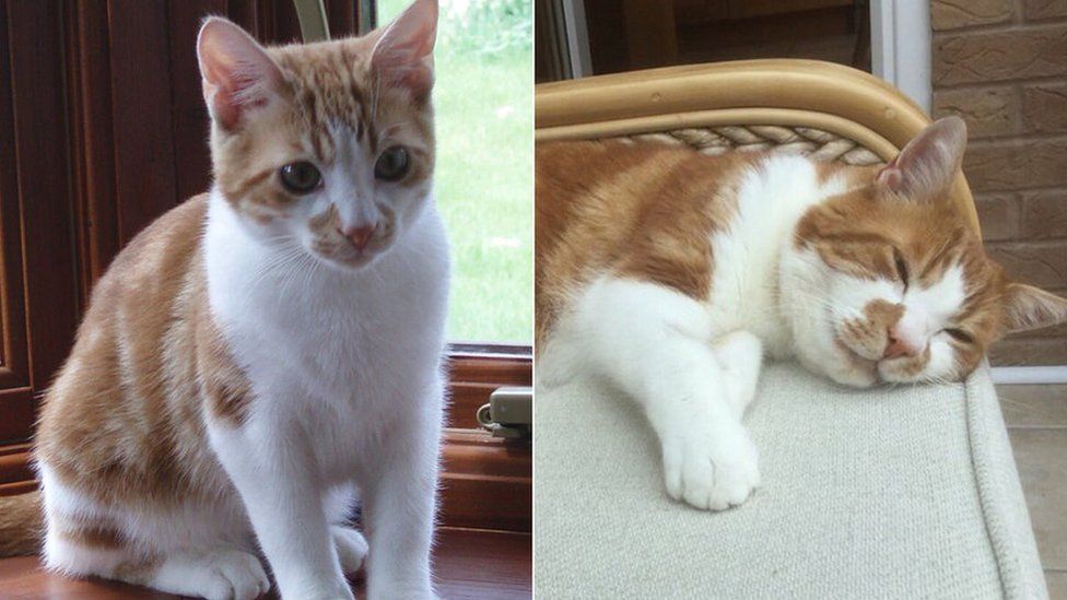 Lost cat reunited with owner after 10 years - BBC News