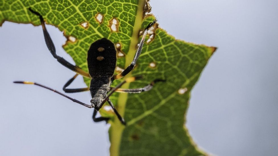 How assassin bugs use sticky plant resin to help catch a meal - BBC ...