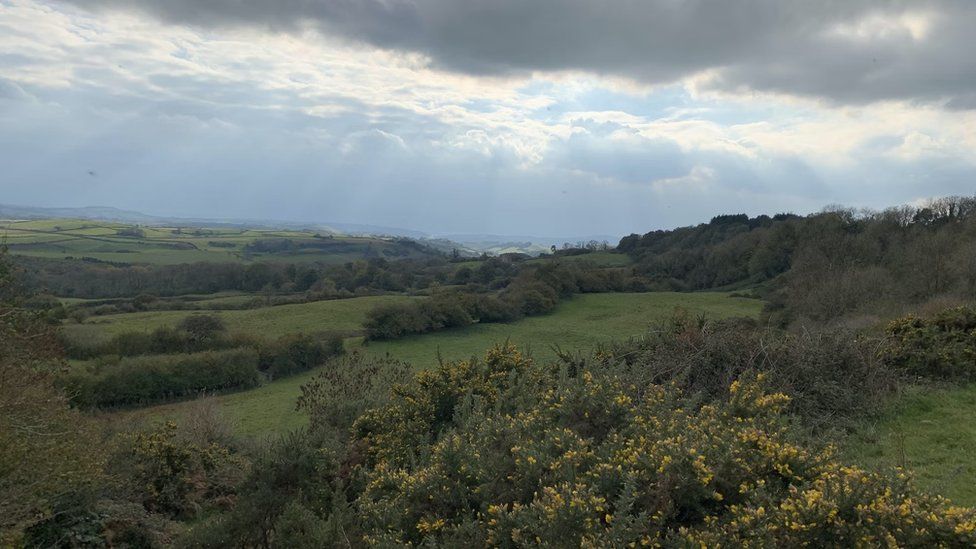 Mapperton Estate: Rewilding scheme transforms farmland - BBC News