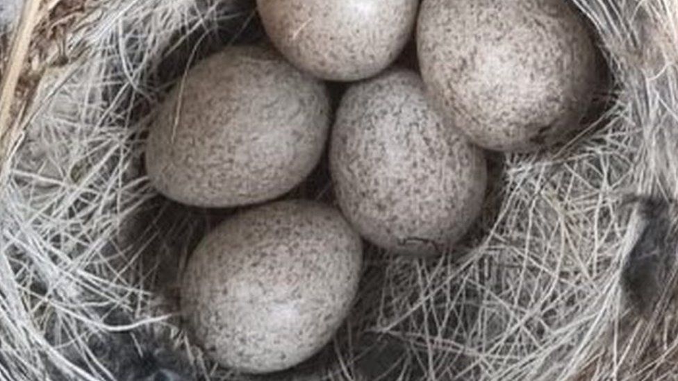 Nest in Devon campervan engine puts getaway on hold - BBC News