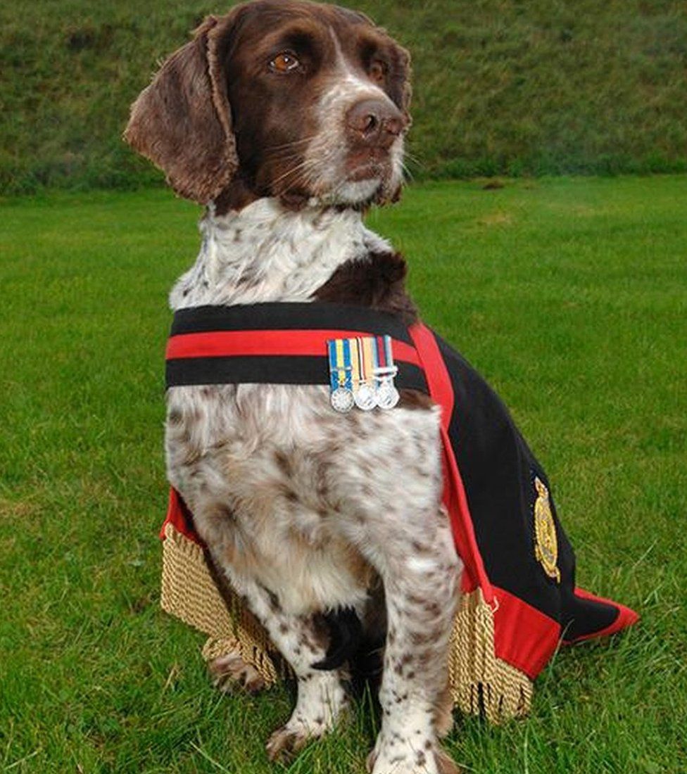 Lifesaving RAF sniffer dog honoured at Waddington - BBC News