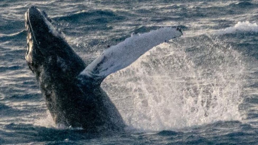 Third humpback whale spotted off Cornish coast - BBC News