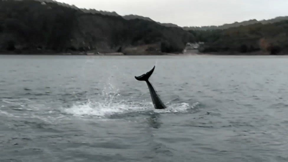 Young sailors from Tenby 'ecstatic' at dolphin encounter - BBC News