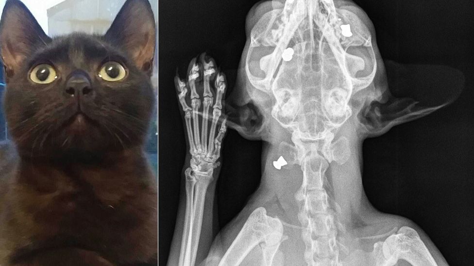 Cat in Lancashire shot six times with airgun loses leg - BBC News