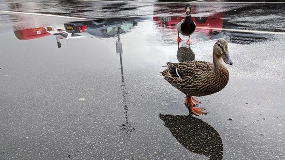 Animals in weather 2018 - BBC Weather