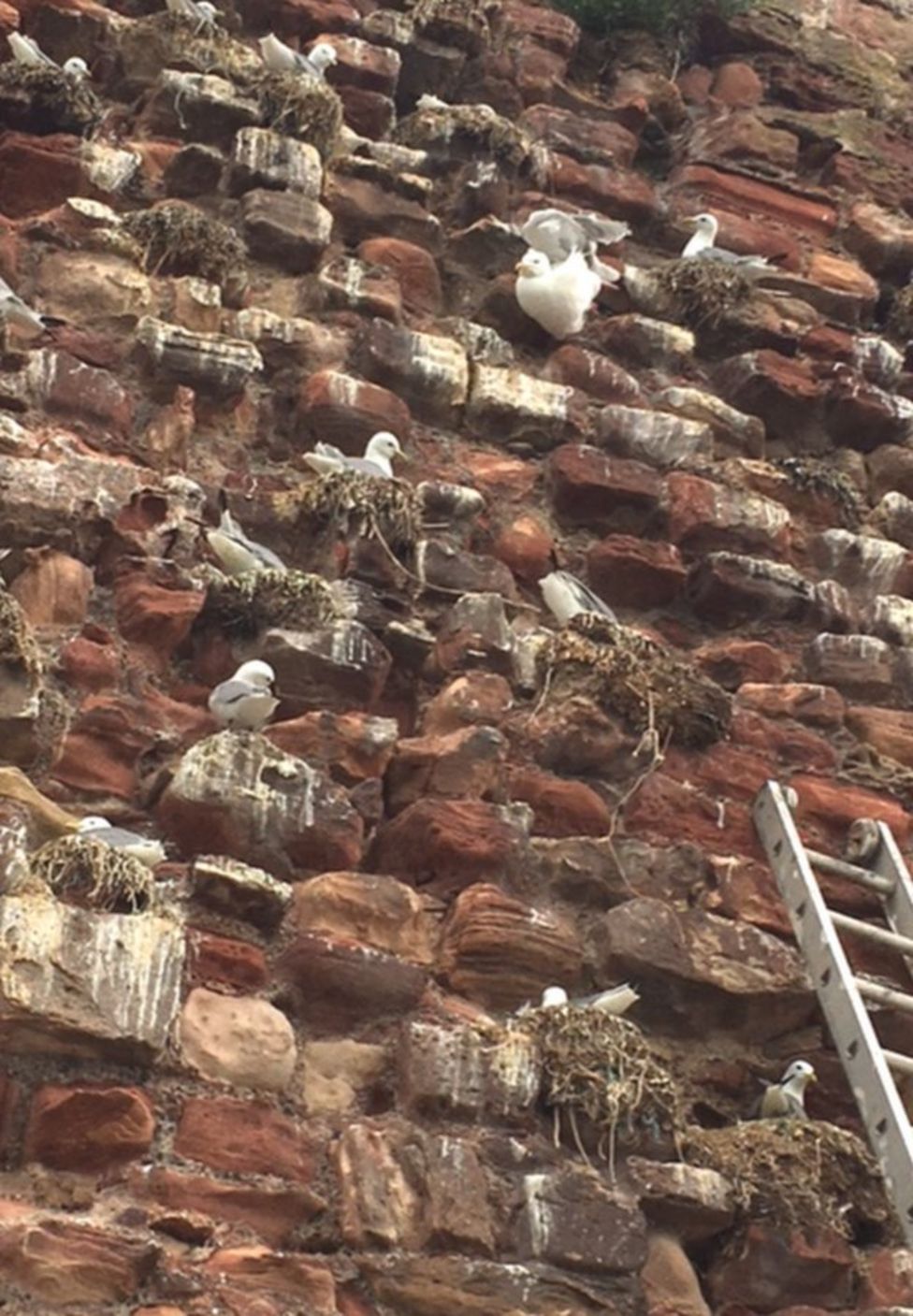Seagull stuck in fishing wire rescued from Dunbar cliff - BBC News