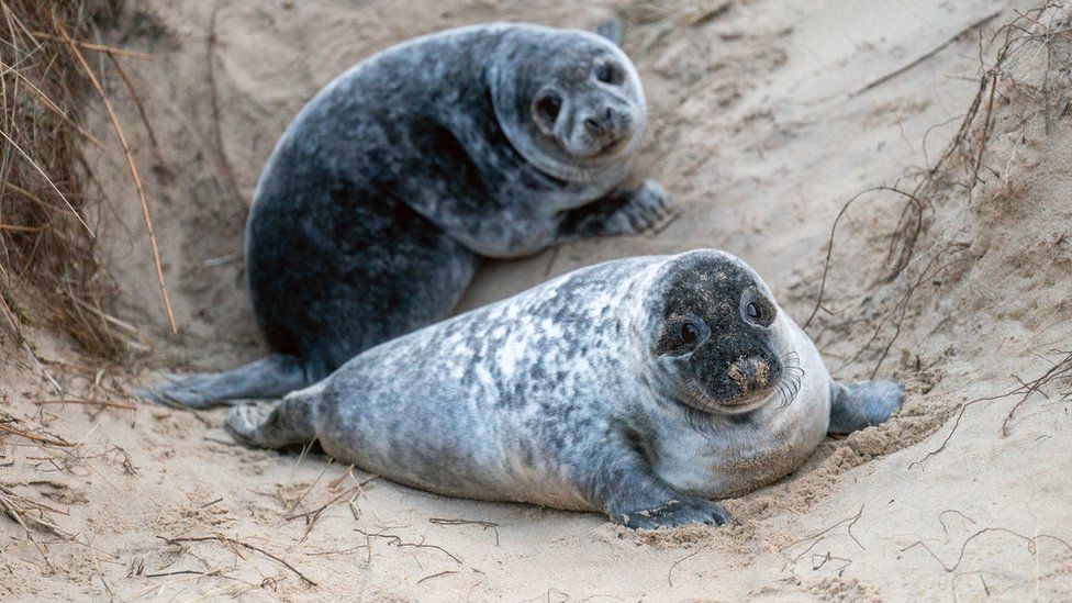 Baby seal numbers nearly double in Norfolk - BBC Newsround