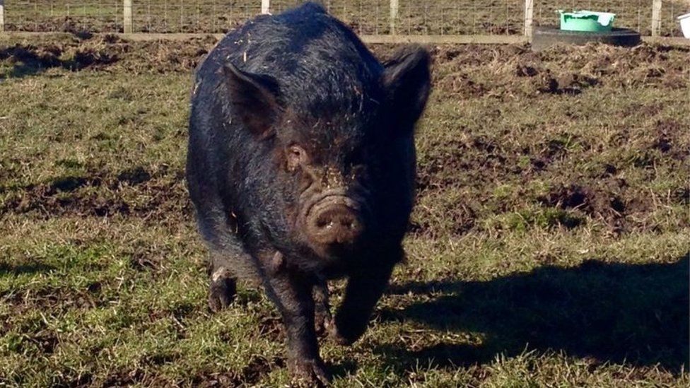 Lancashire sanctuary in race against time to re-home animals - BBC News