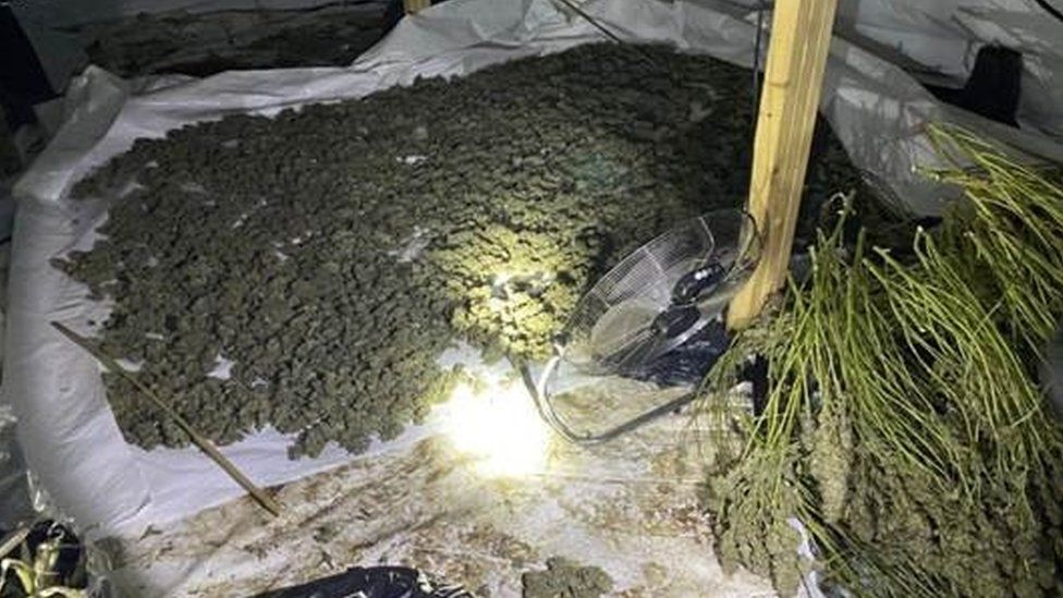 Cannabis: Two men charged over County Down drug farm - BBC News