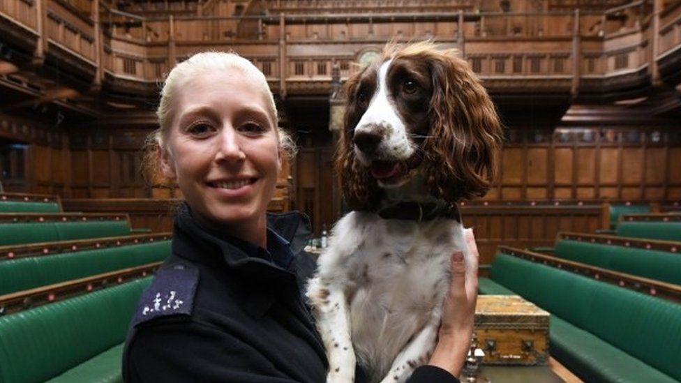 'Heroic' dog given Speaker's chair during Commons explosives sweep ...