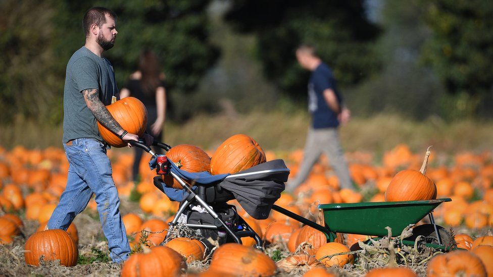 Halloween: Pumpkin pickers enjoy bumper crop - BBC News