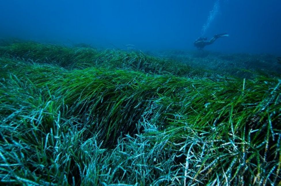 Plastic pollution: Researchers find seagrass can 'catch and remove ...