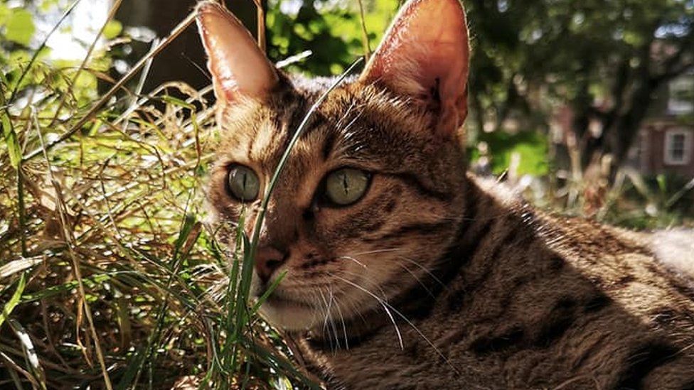 York Minster bells rung for cathedral cat Gerald - BBC News