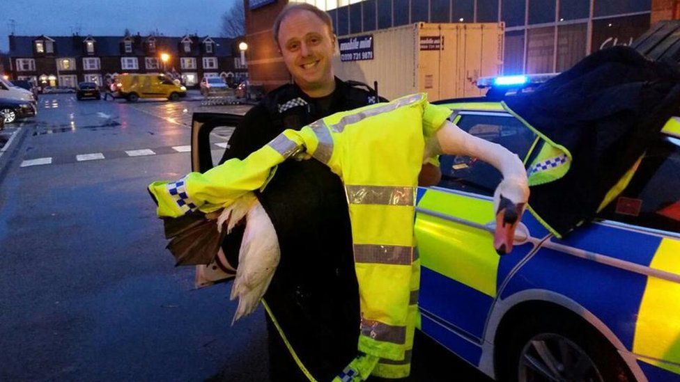 PC in 'Hot Fuzz' swan chase near Reading - BBC News